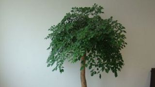 Pruning 101: How to Shape and Maintain Your Emerald Tree - The Plant Aide