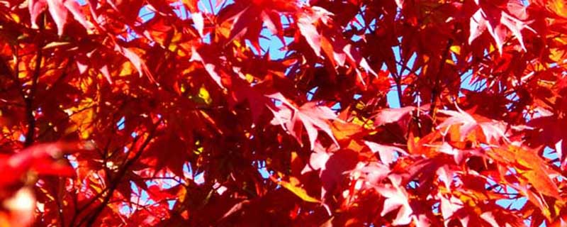 The Meaning and Symbol of Ginkgo Tree - The Plant Aide