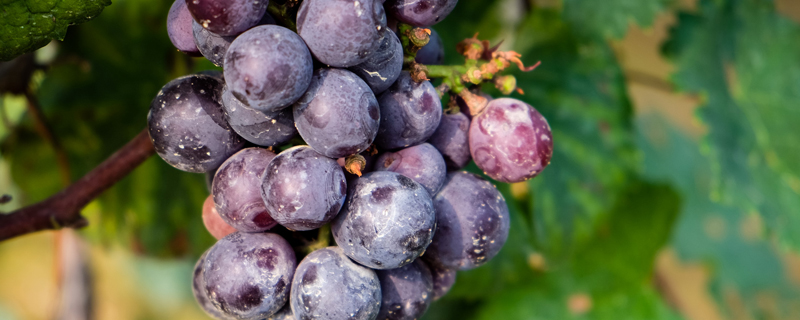 Northern Grape Varieties - The Plant Aide